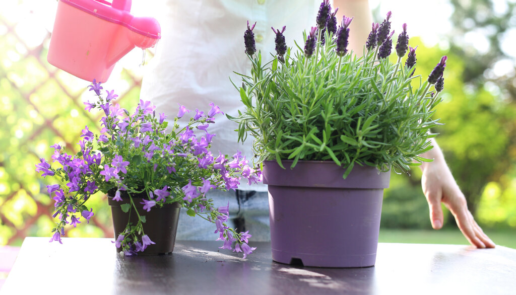 Vaso de flor | Super Candida